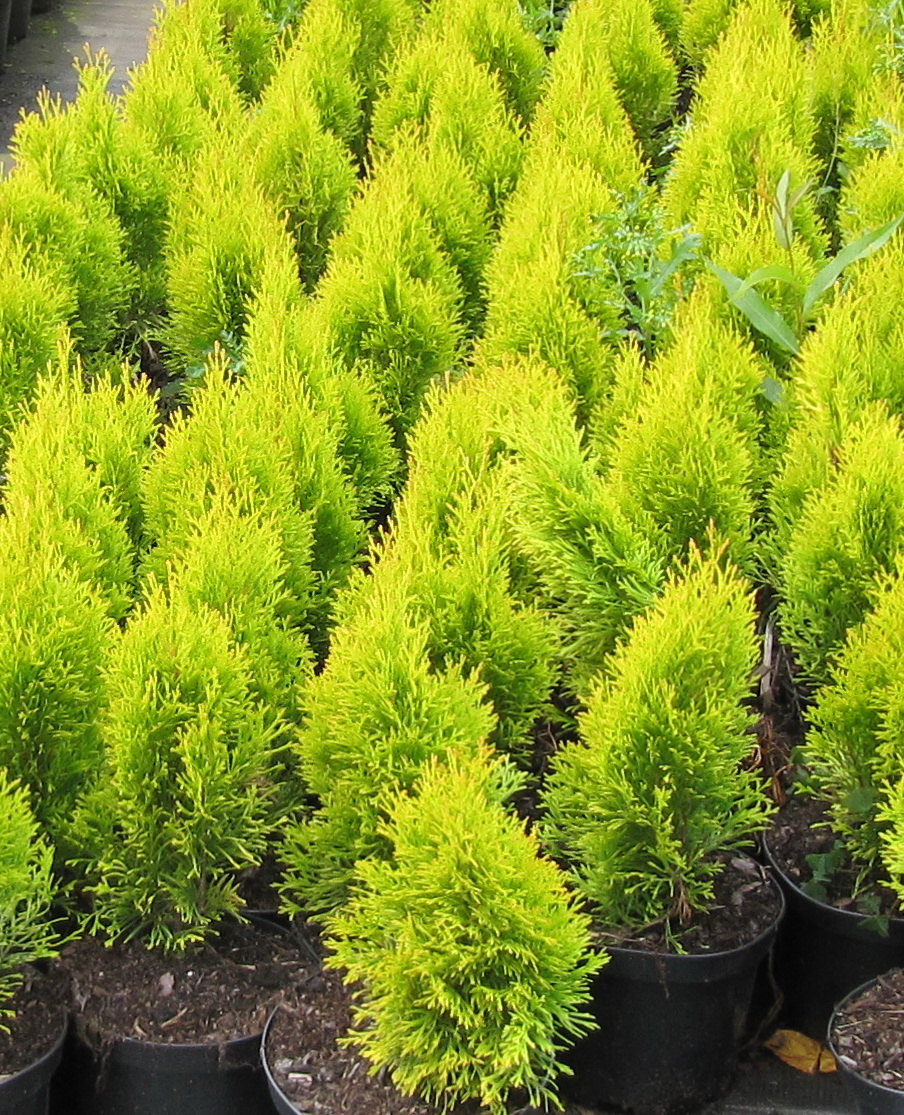 Туя западная `Голден Смарагд`, Thuja occidentalis `Golden Smaragd ...